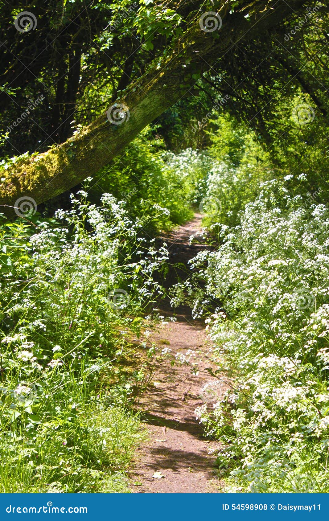 Summer lane stock photo. Image of path, pretty, green - 54598908