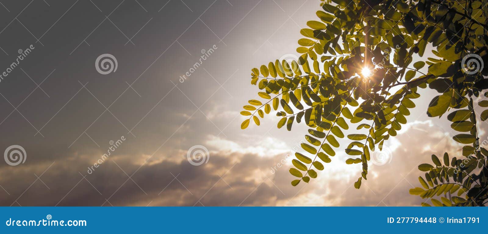 Summer Leaves on the Background of the Sky with Beautiful Clouds. a Ray ...
