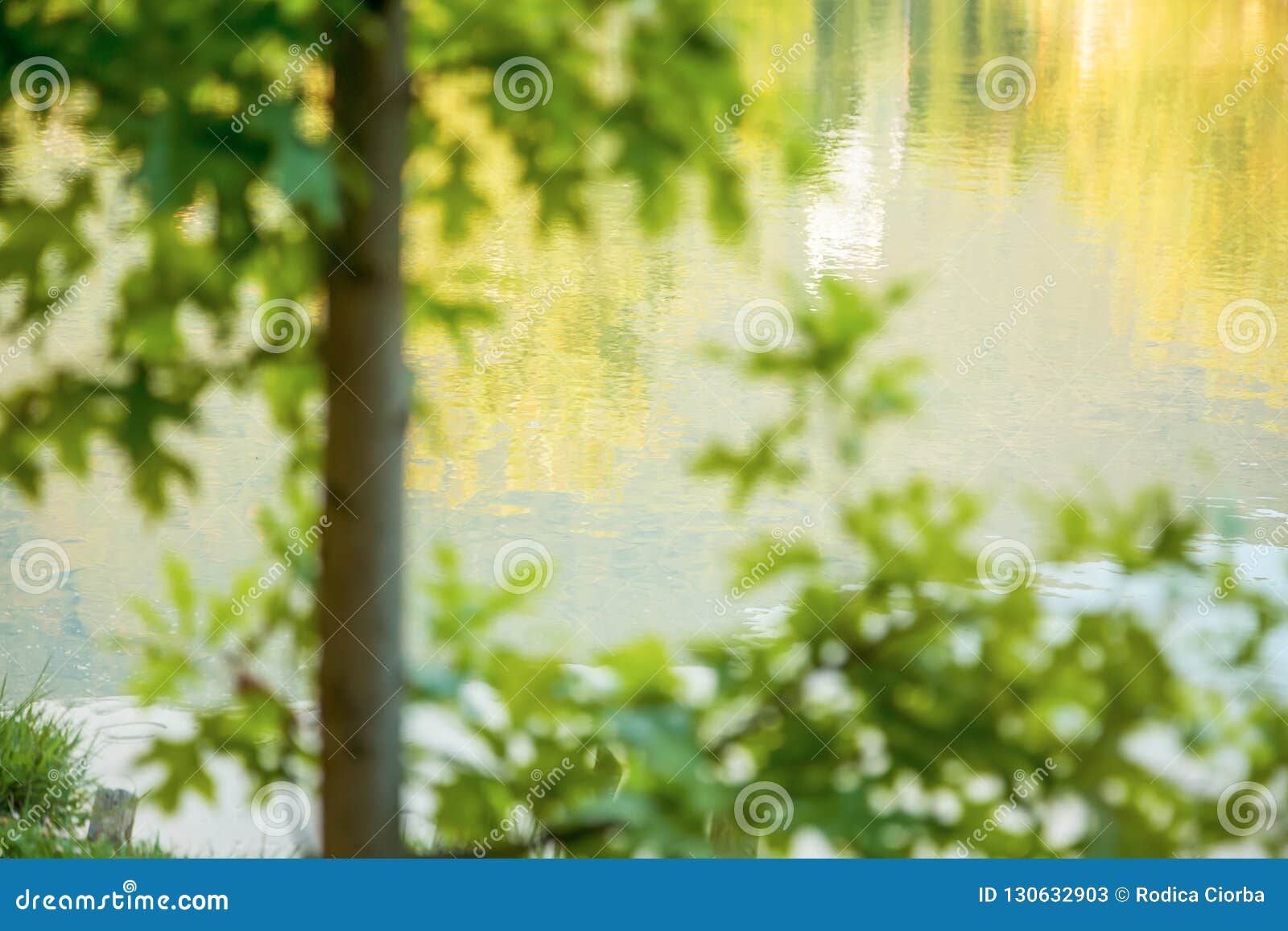 Summer Leaves Green Leaf Background with Water Reflection Stock Image ...