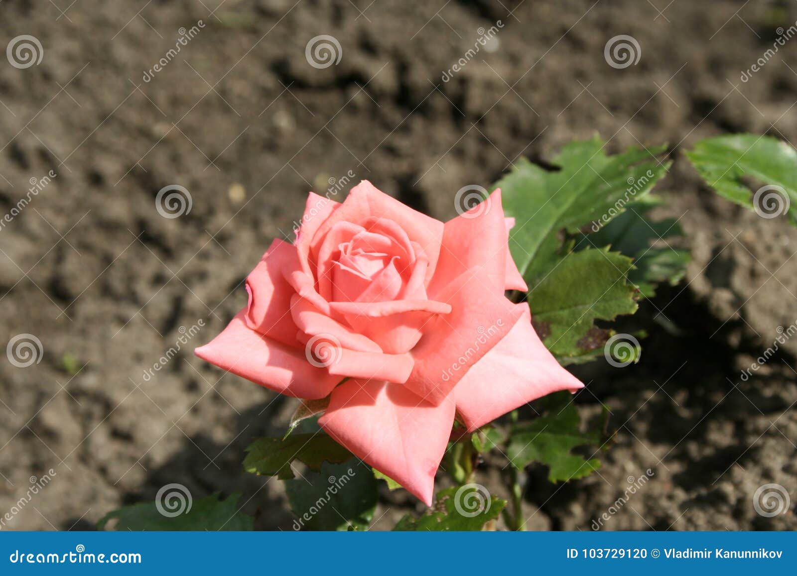 Summer Light Pink Rose Flower Stock Photo - Image of flower, summer ...