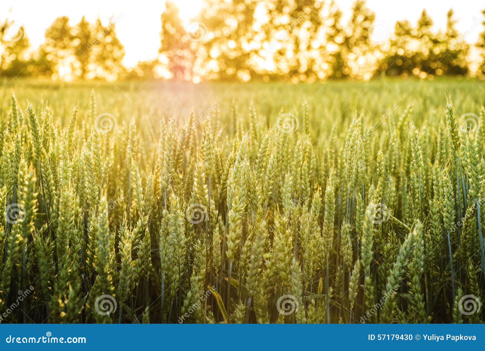 Summer light in wheatfield stock photo. Image of meadow - 57179430