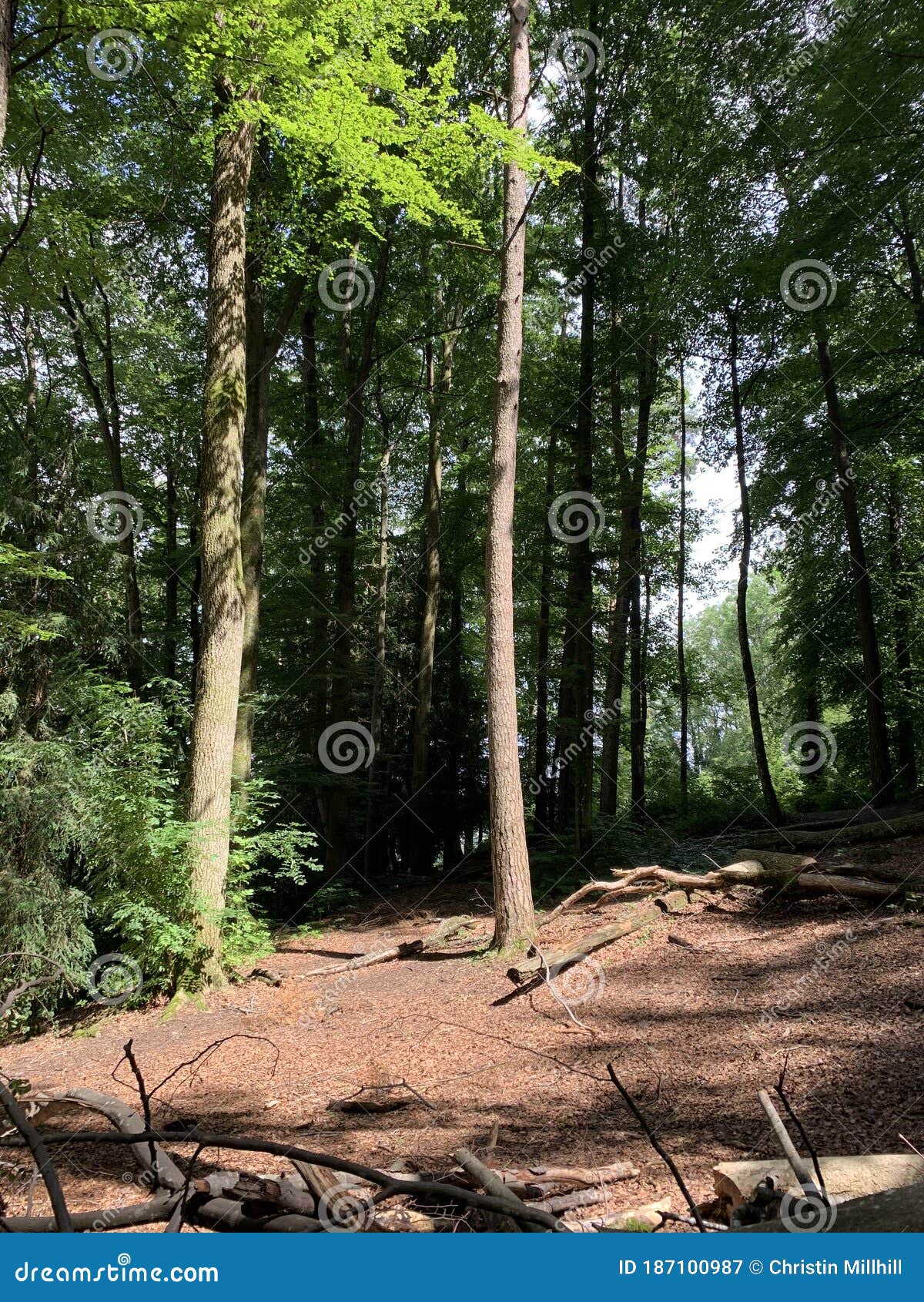 Clearing in a Forest with Sunlight Stock Image - Image of forest ...