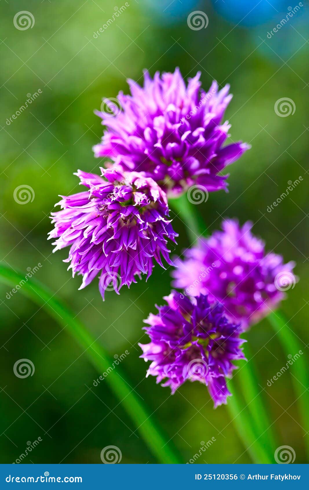 Summer lilac flowers stock photo. Image of object, decoration - 25120356