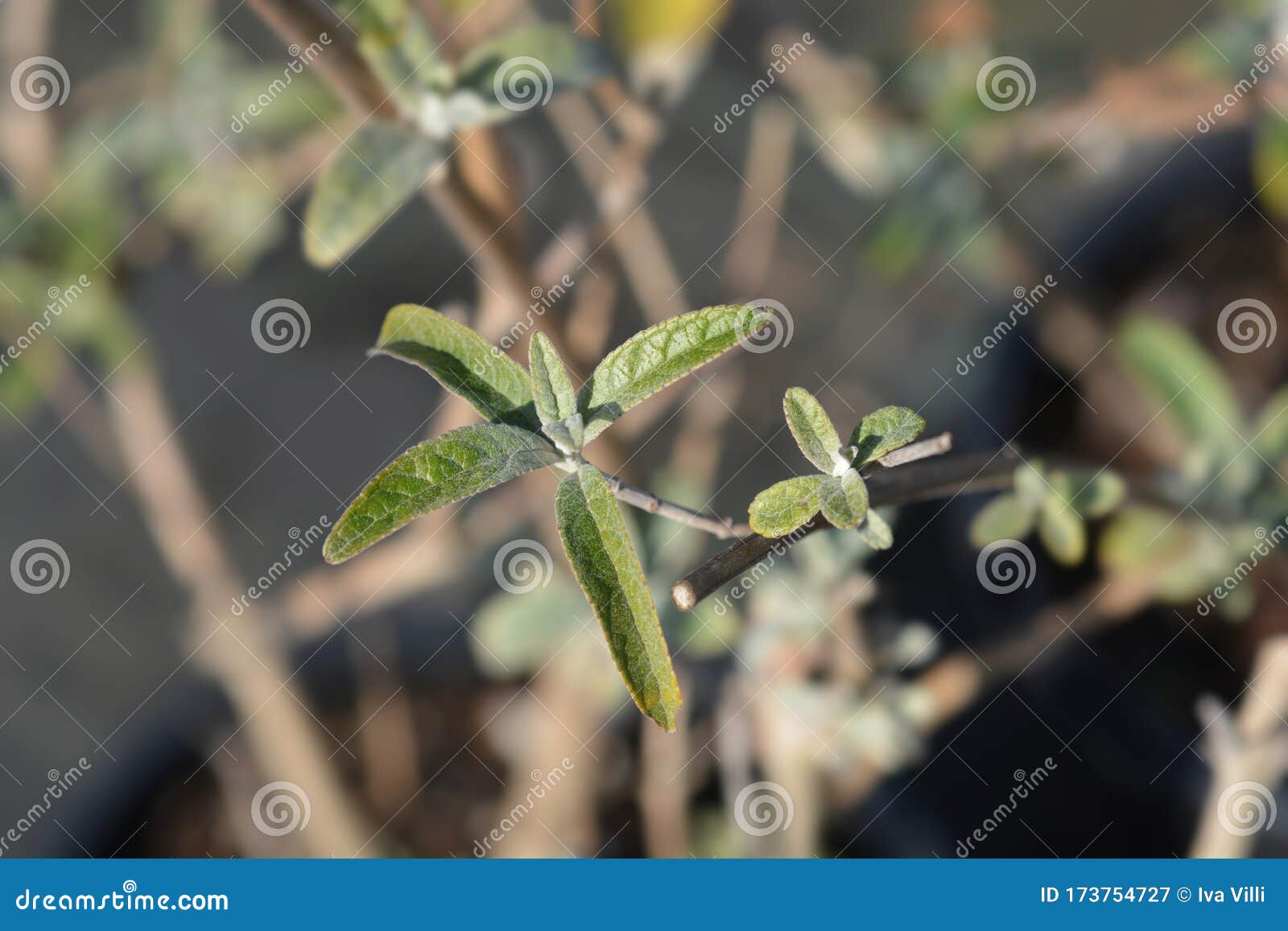 Summer lilac stock image. Image of orange, butterflybush - 173754727