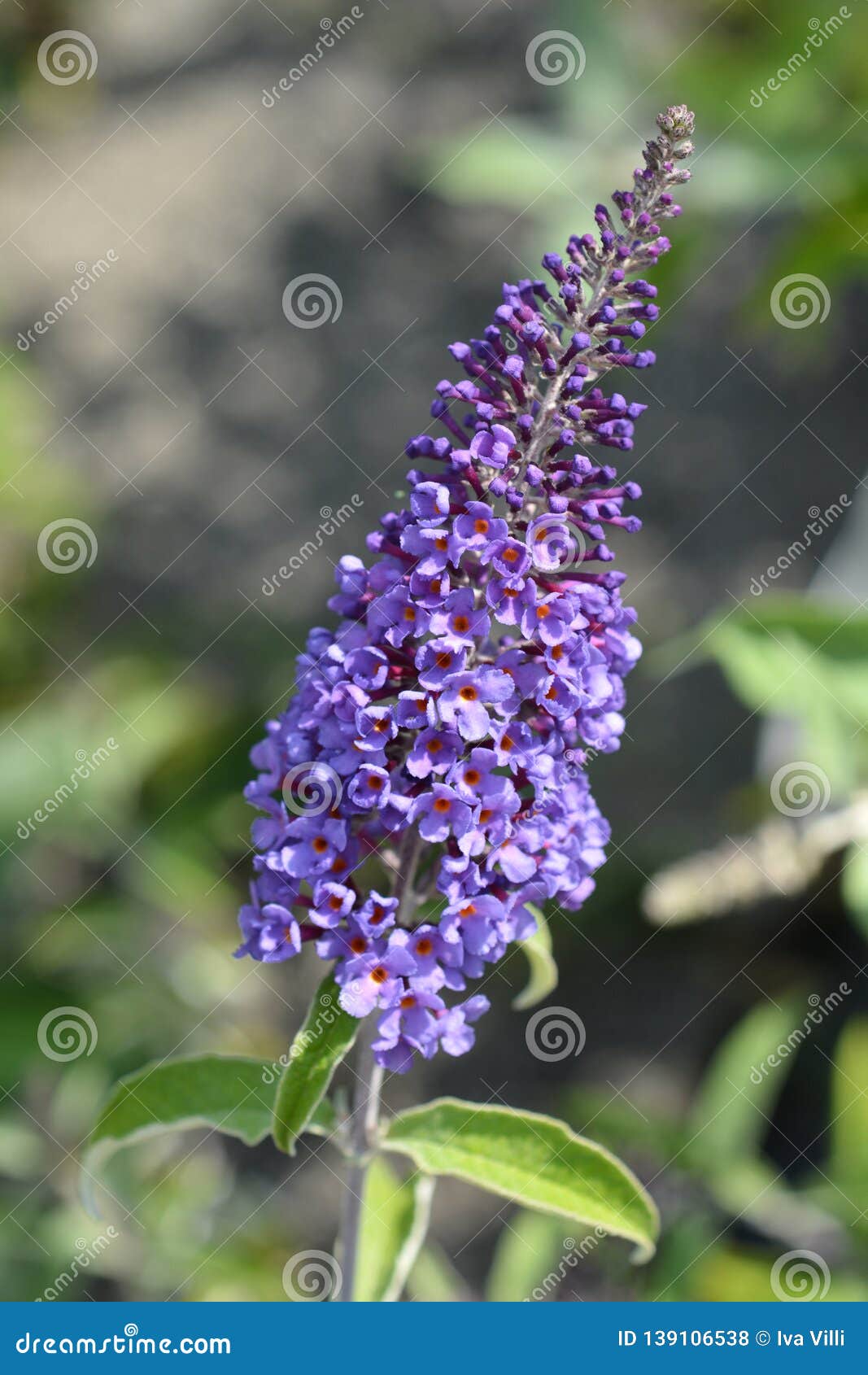 Summer lilac stock photo. Image of butterfly, nature - 139106538