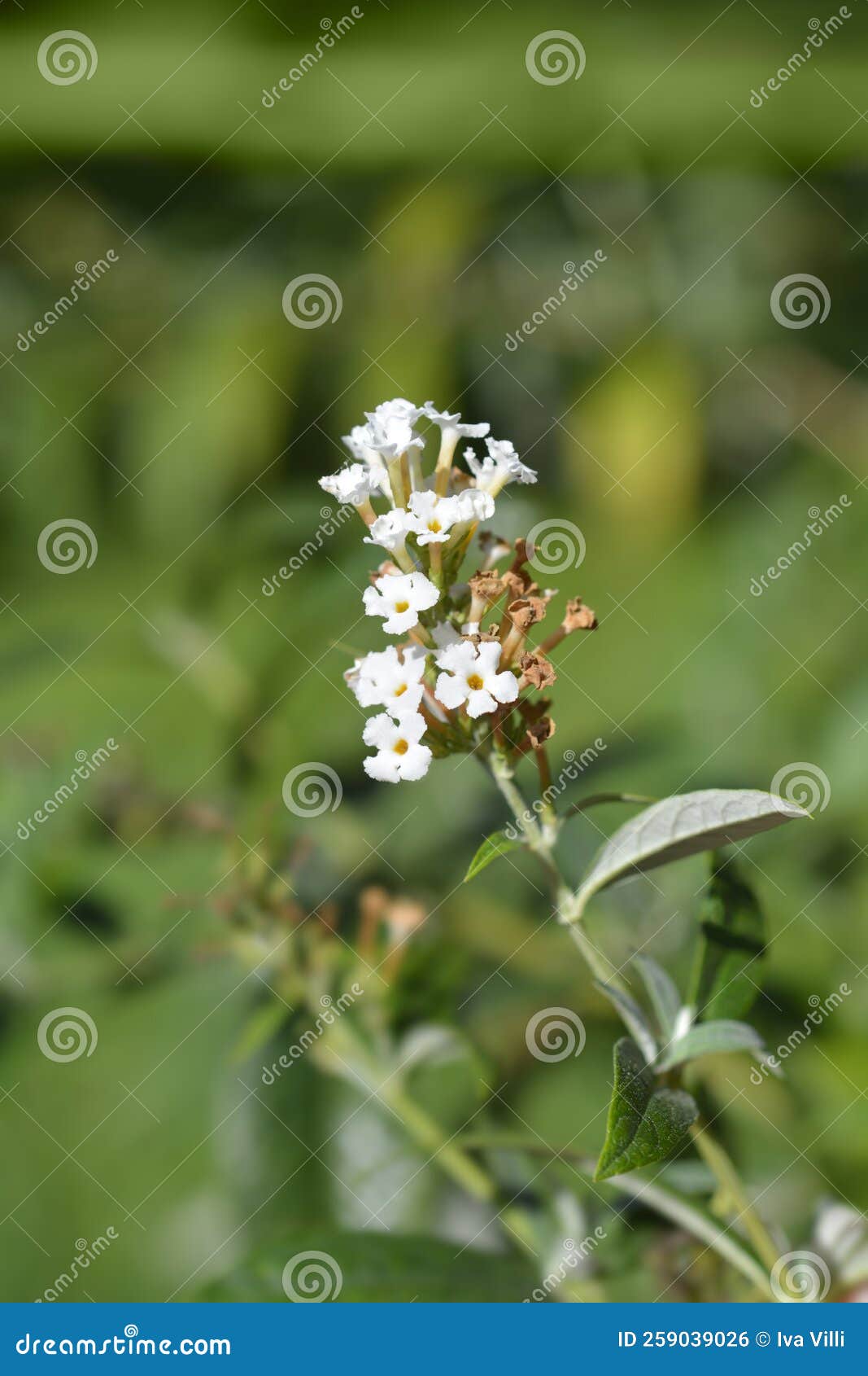 Summer lilac stock photo. Image of close, white, nature - 259039026