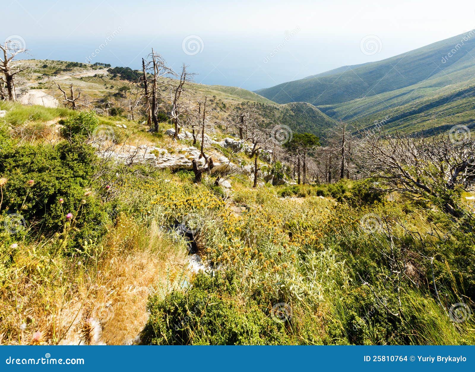 Summer Llogara Pass (Albania) Stock Photo - Image of water, frora: 25810764