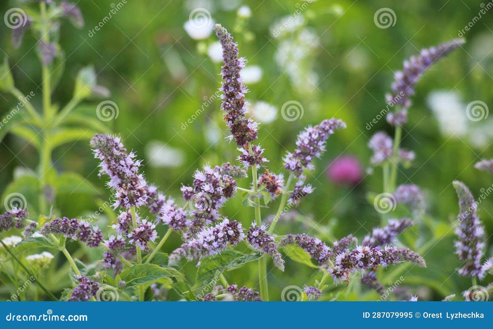 Long-leaved Mint (Mentha Longifolia) Grows in Nature Stock Image ...