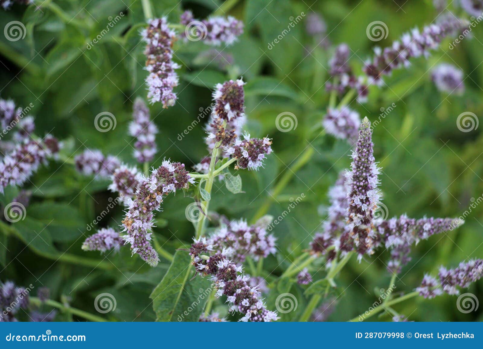 Long-leaved Mint (Mentha Longifolia) Grows in Nature Stock Photo ...