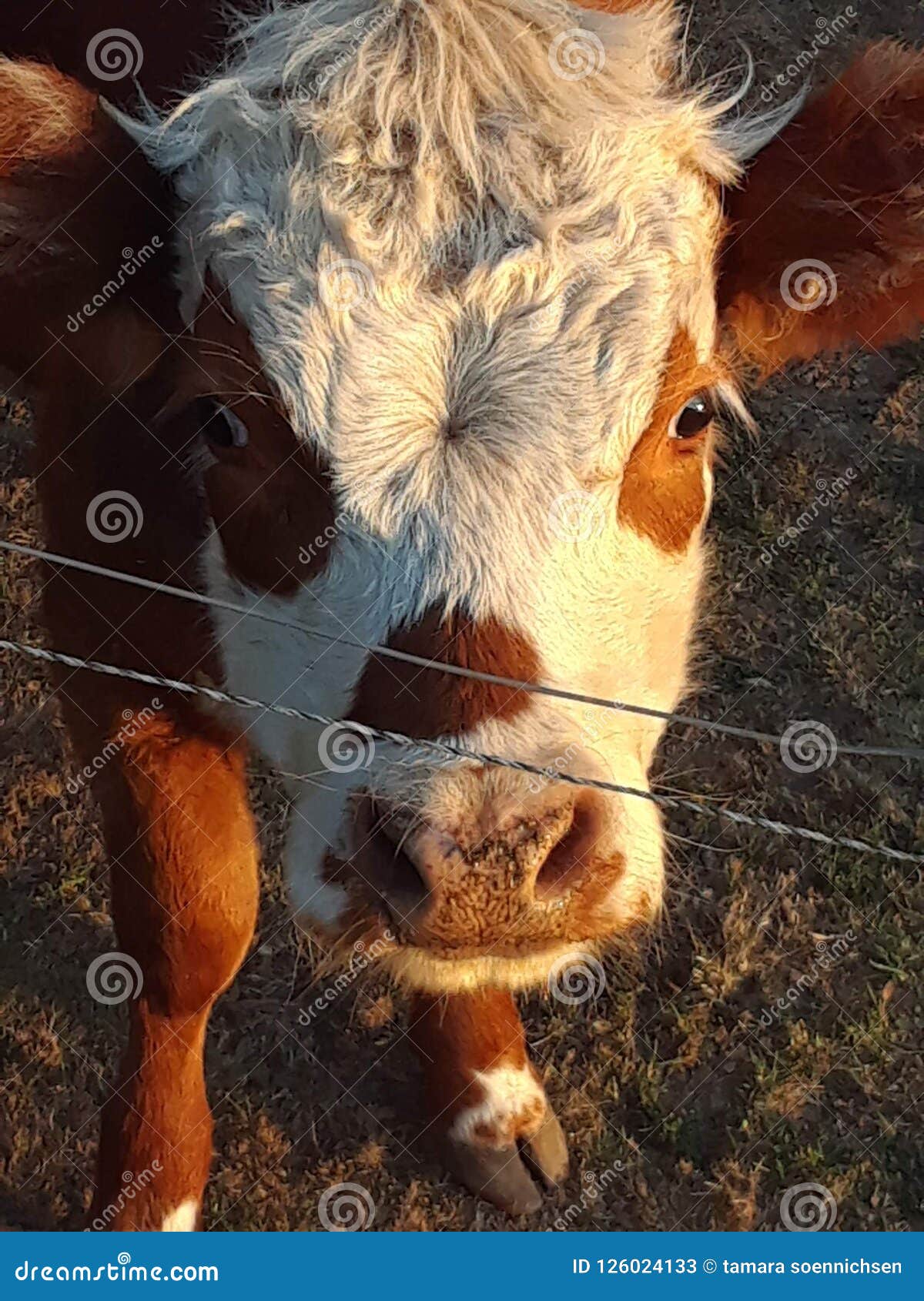Summer loving. stock image. Image of farm, barn, loving - 126024133
