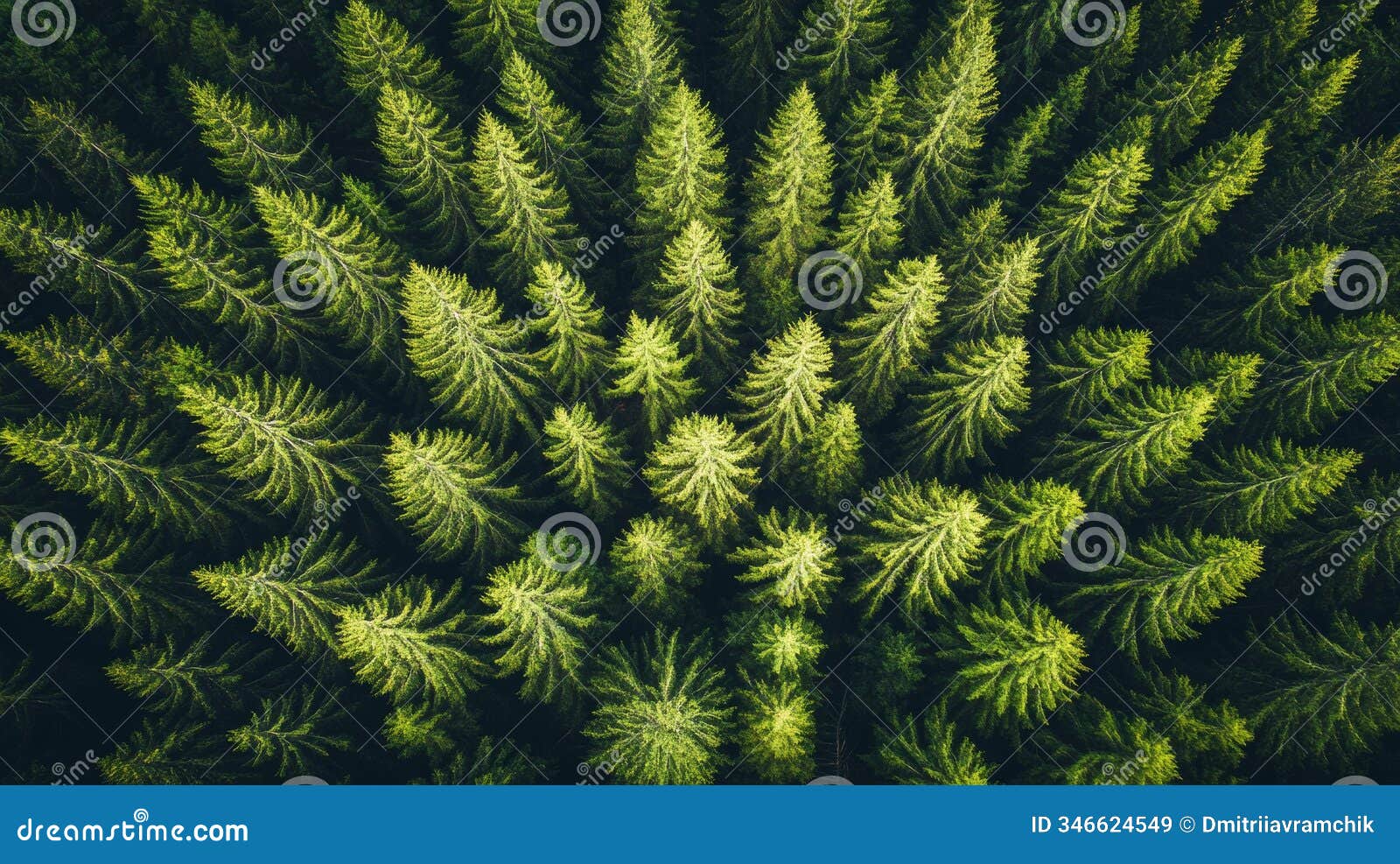 In the Summer, a Lush Green Forest Displays Diverse Tree Types from an ...