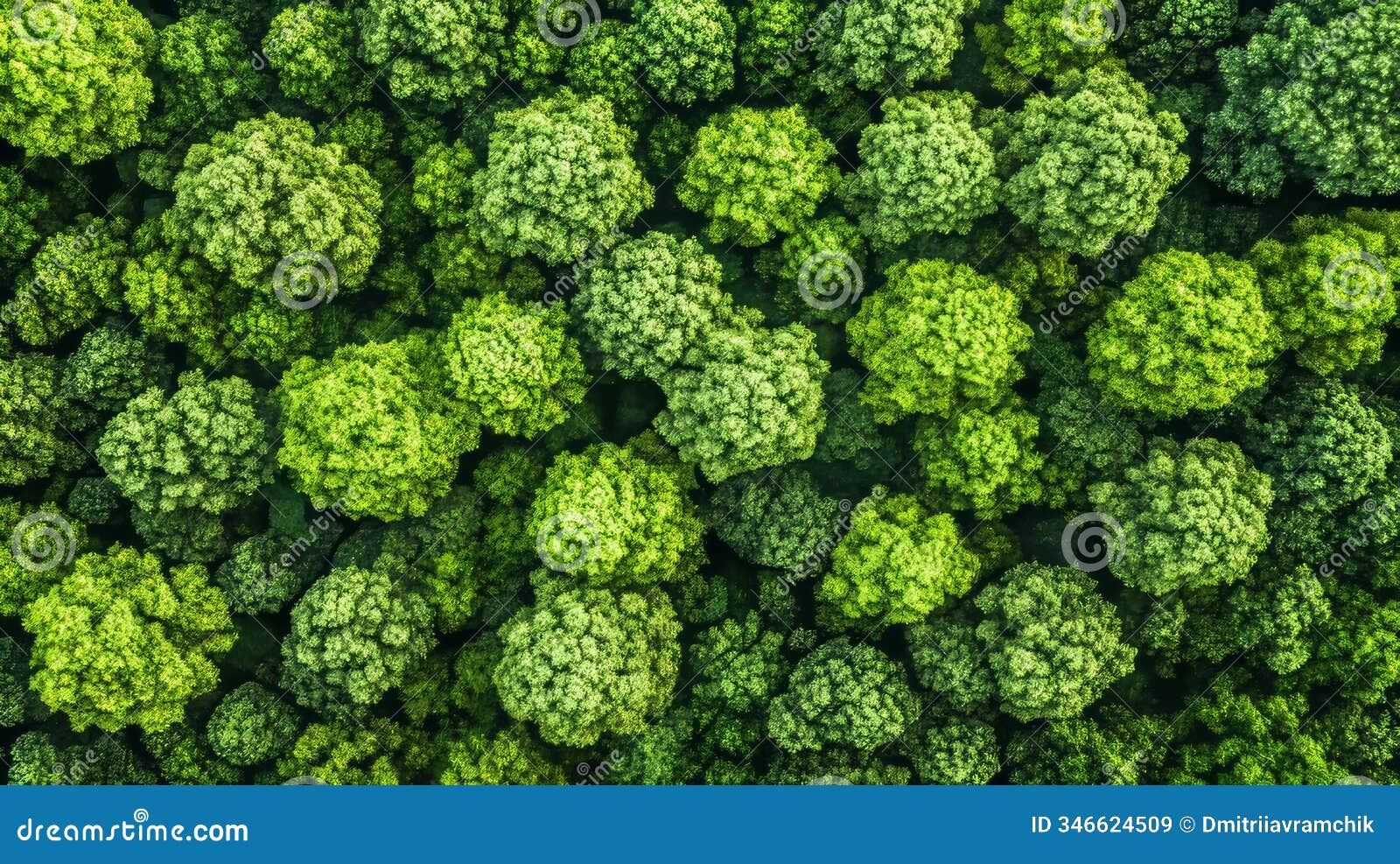 During the Summer, a Lush Green Forest Displays Diverse Types of Trees ...