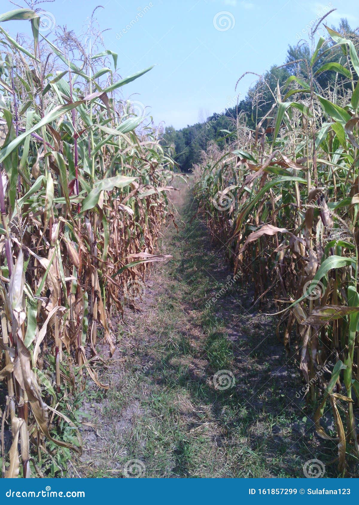 Summer, Maize Growing in Front of the Forest, Path. Stock Image - Image ...