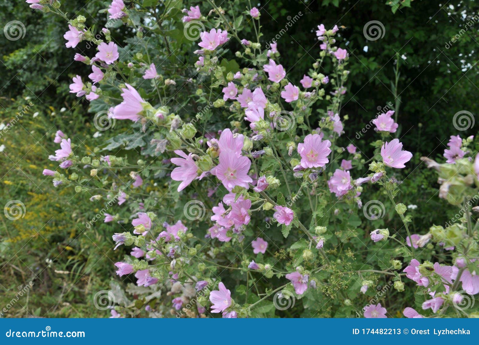 In the wild, mallow blooms stock image. Image of blossom - 174482213