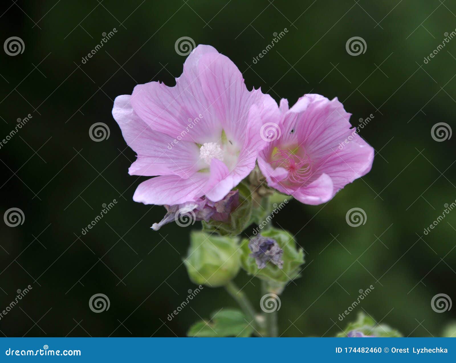 In the wild, mallow blooms stock photo. Image of arborea - 174482460