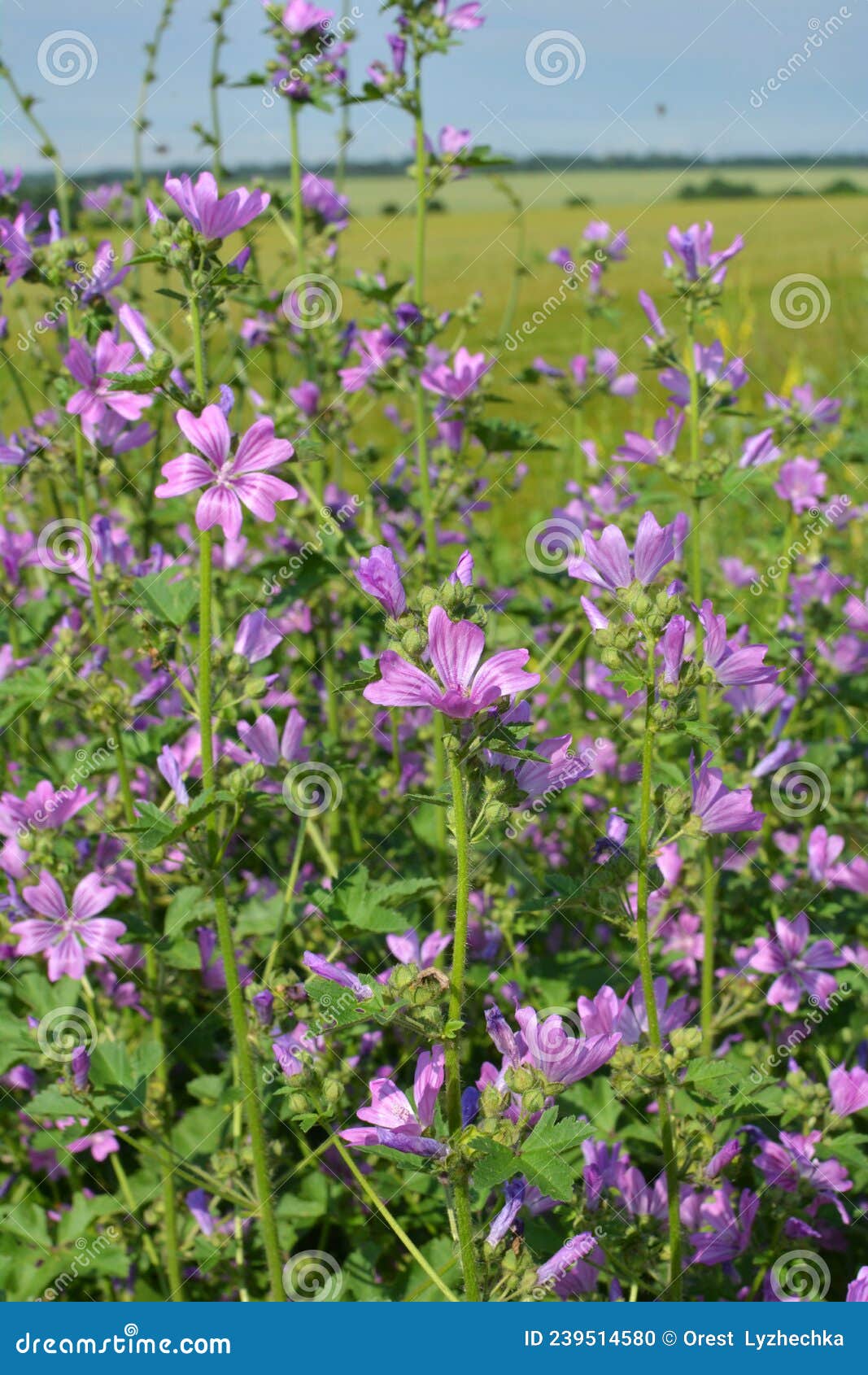 In the wild, mallow blooms stock photo. Image of garden - 239514580