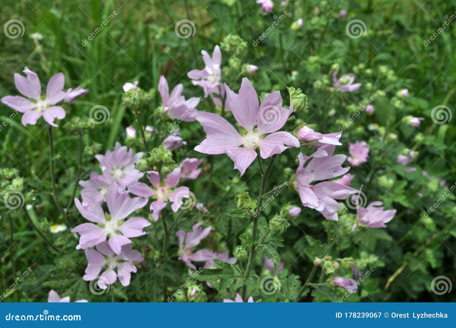 In the wild, mallow blooms stock image. Image of garden - 178239067