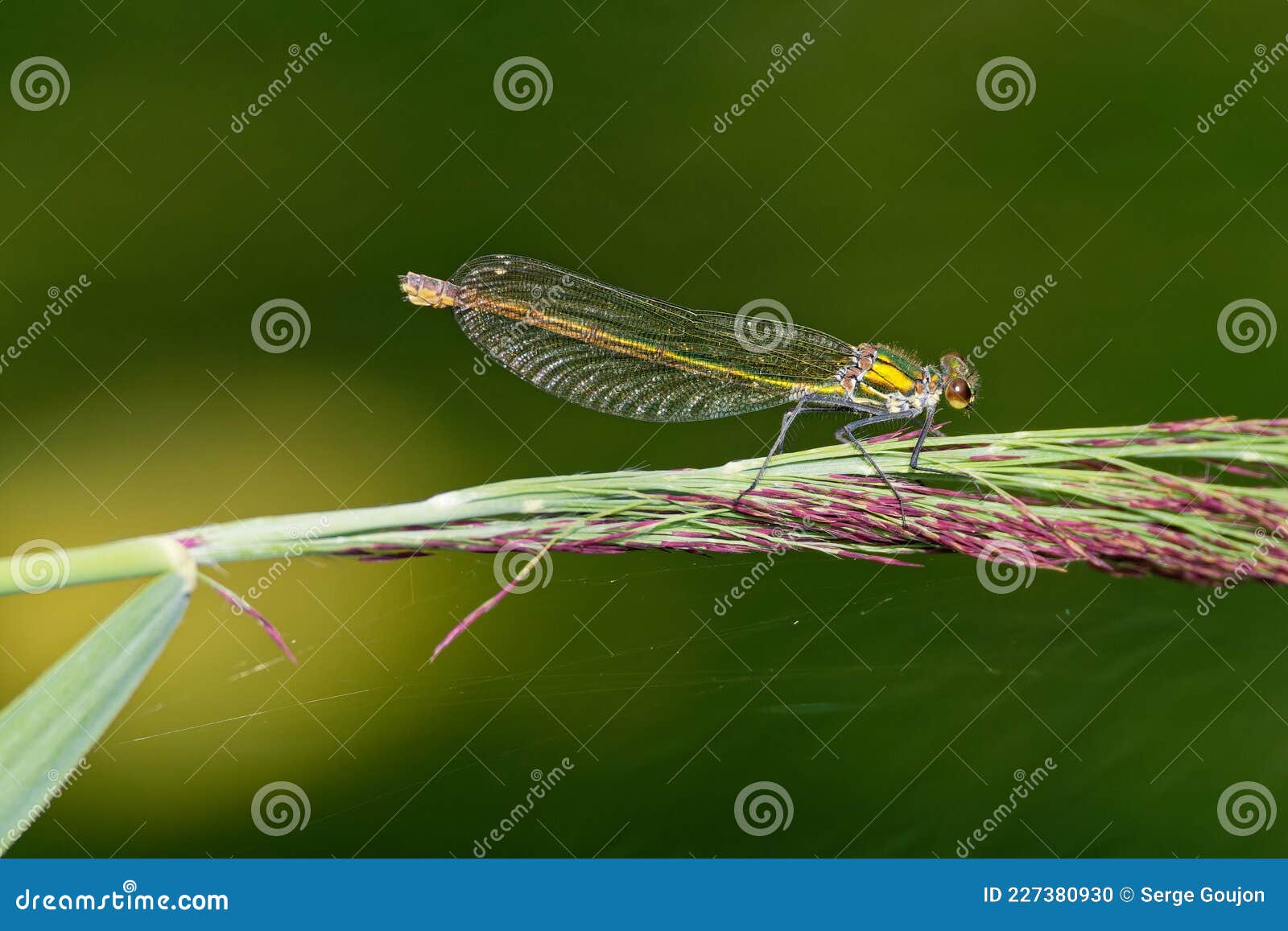 Dragonfly Posed on a Grass at the Edge of a River Stock Photo - Image ...