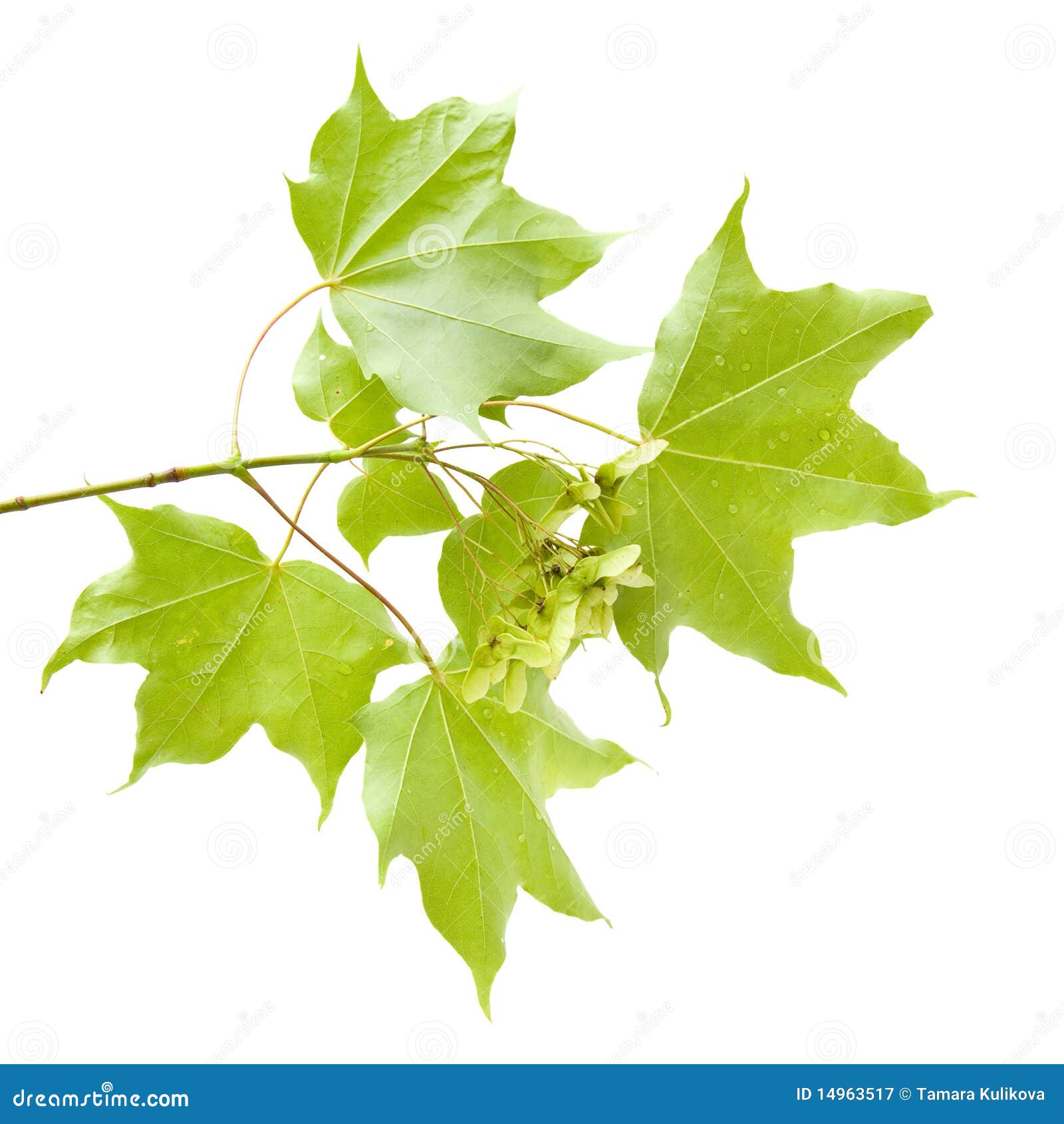 Summer maple branch stock image. Image of nature, isolated - 14963517