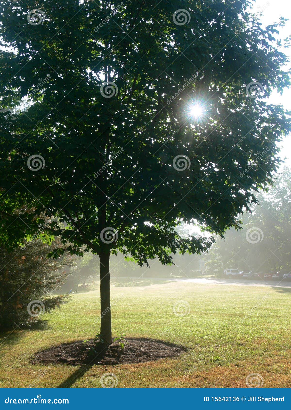 Summer: maple tree in mist stock photo. Image of lawn - 15642136