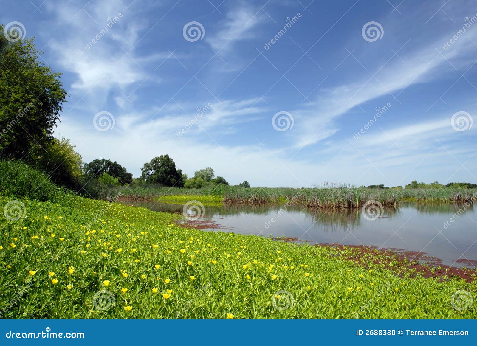 Summer Marsh and Meadow stock photo. Image of reeds, outdoors - 2688380