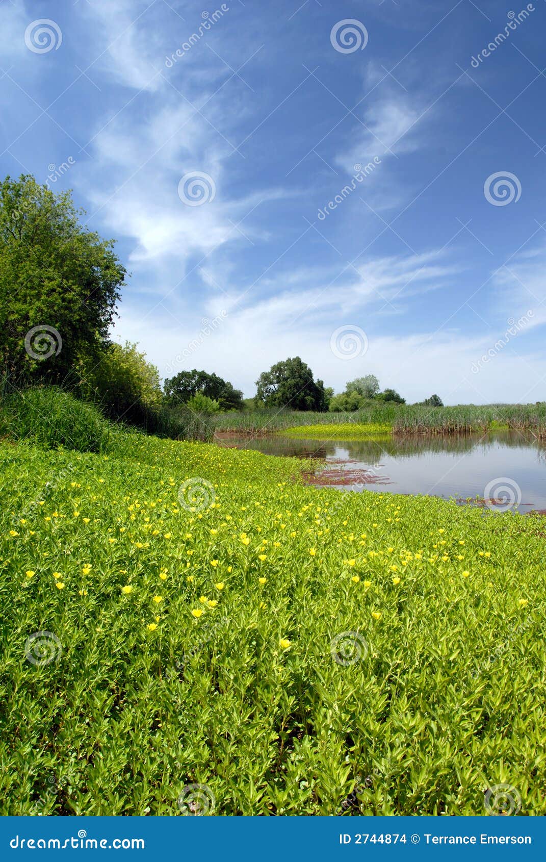 Summer Marsh and Meadow stock photo. Image of idylic, white - 2744874