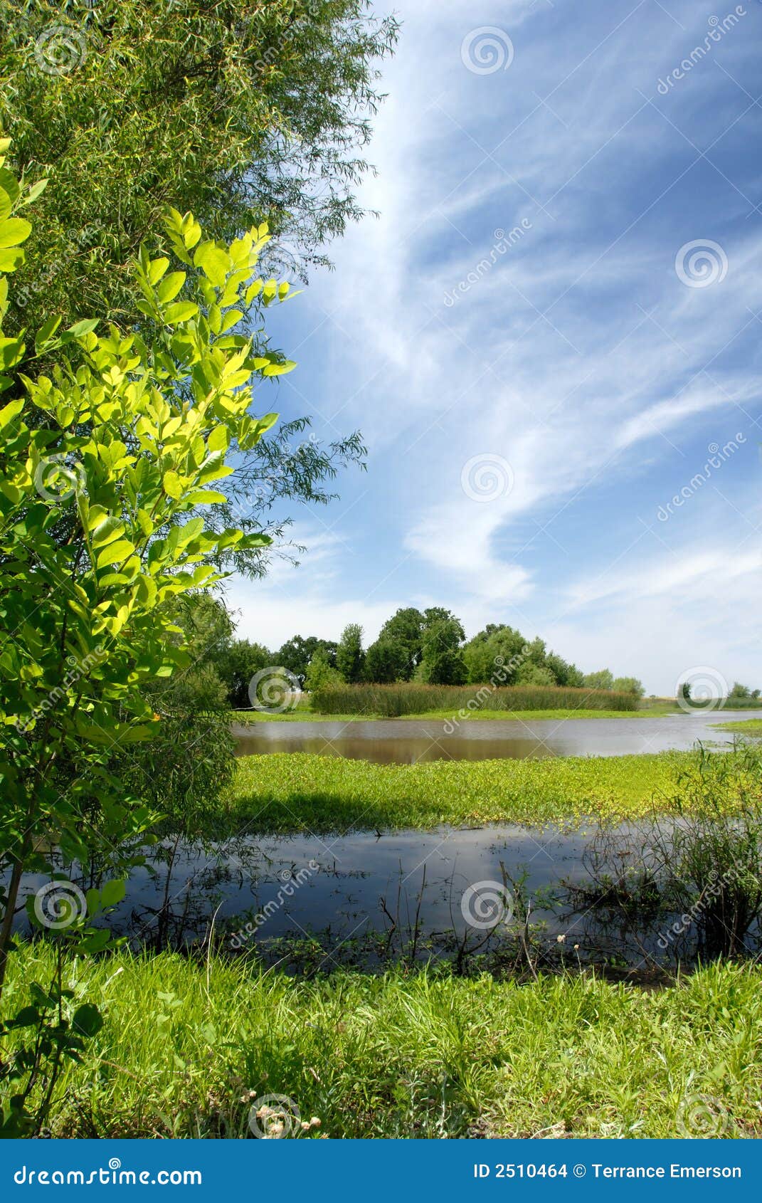 Summer Marsh Scene stock photo. Image of riparian, preserve - 2510464