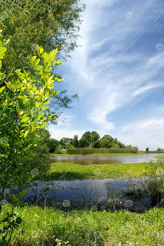 Summer Marsh Scene stock photo. Image of riparian, preserve - 2510464