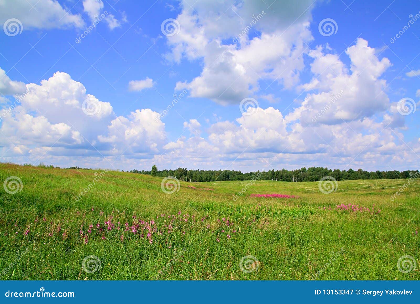 Summer meadow stock image. Image of medicalplant, clouds - 13153347