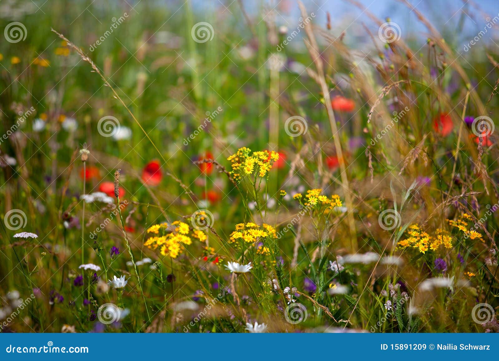 Summer meadow stock image. Image of beauty, fresh, growth - 15891209