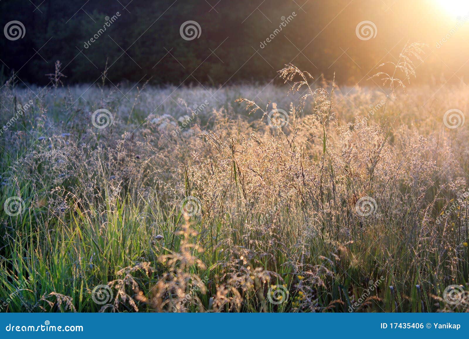 Summer meadow stock photo. Image of lawn, meadow, idyllic - 17435406