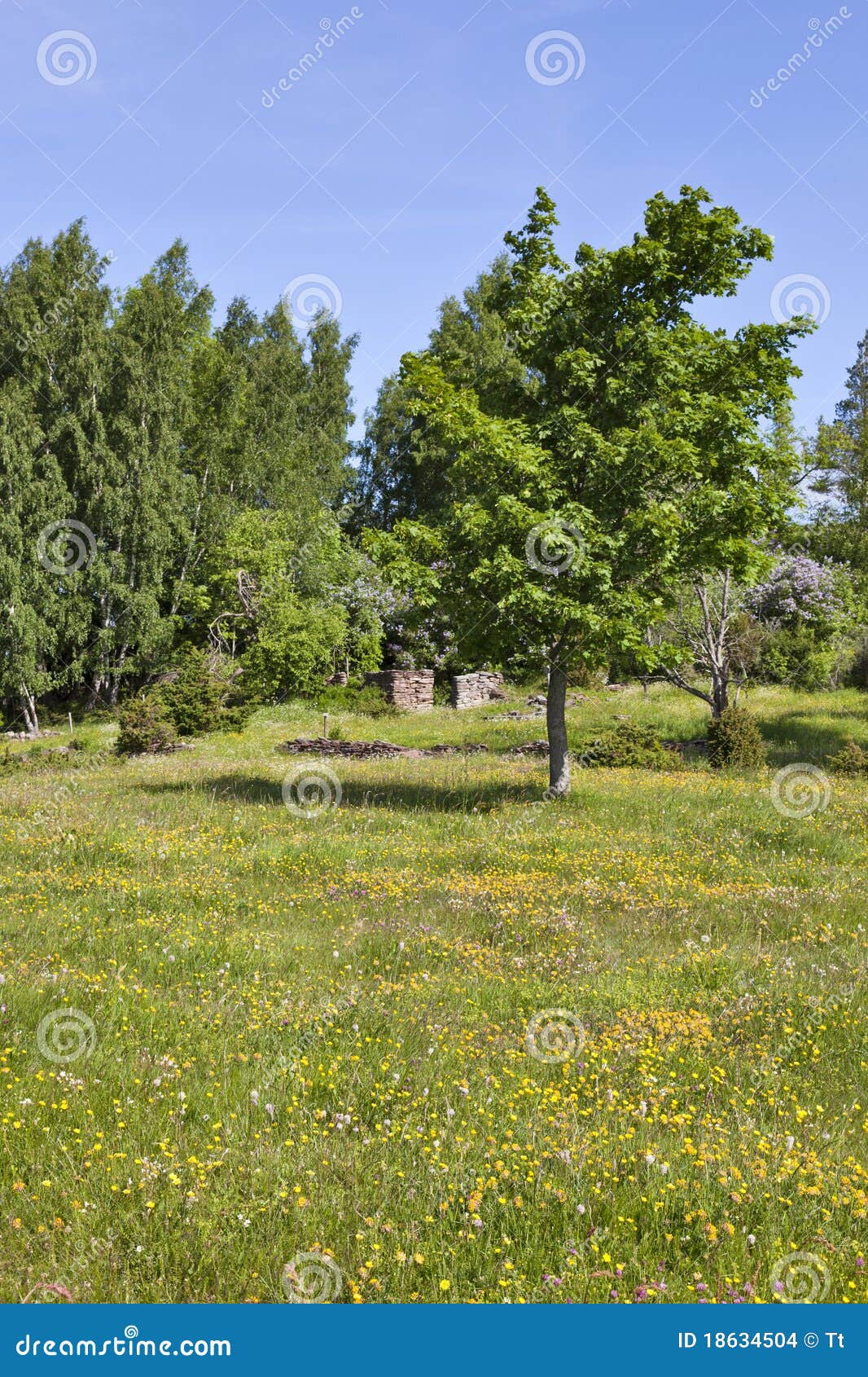 Summer meadow stock photo. Image of grassland, meadow - 18634504