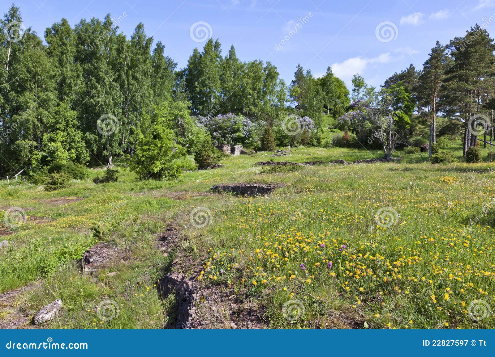 Summer meadow stock image. Image of flowering, grass - 22827597