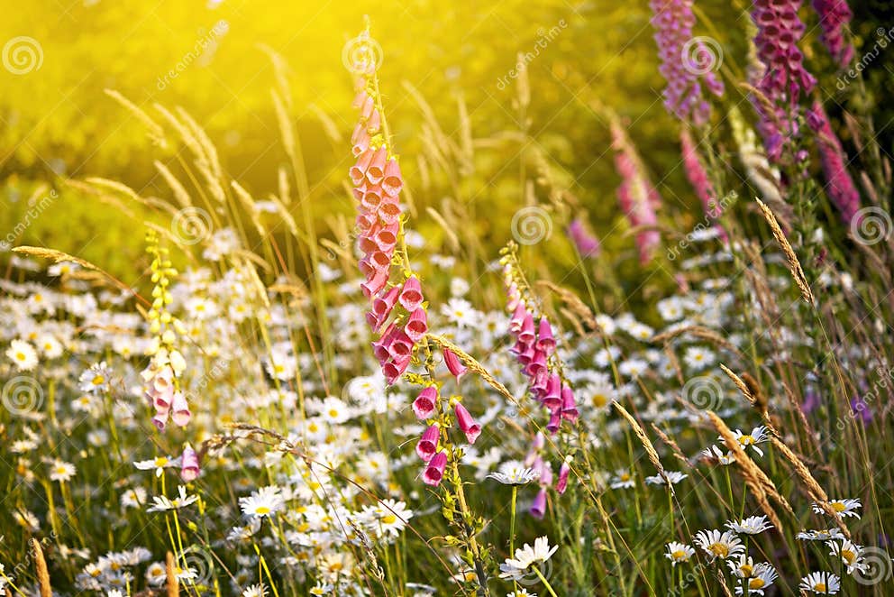 Summer Meadow stock image. Image of northwest, daisy - 28671761