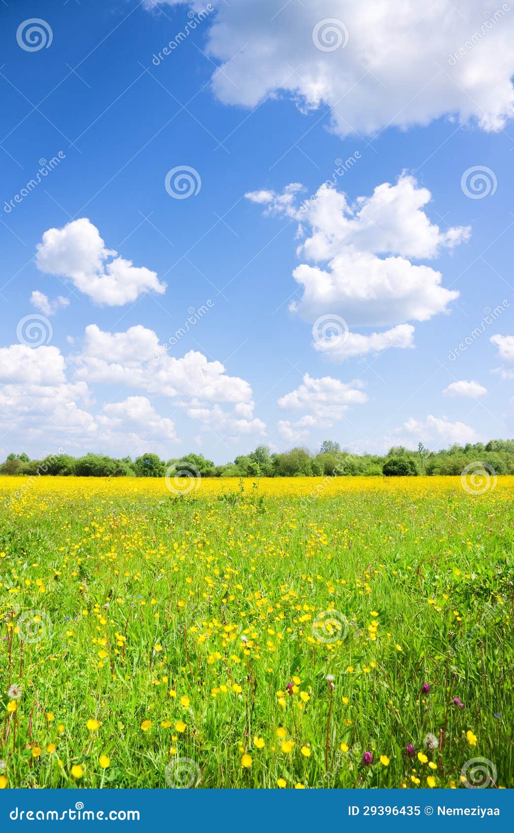 Summer meadow stock image. Image of season, design, yellow - 29396435