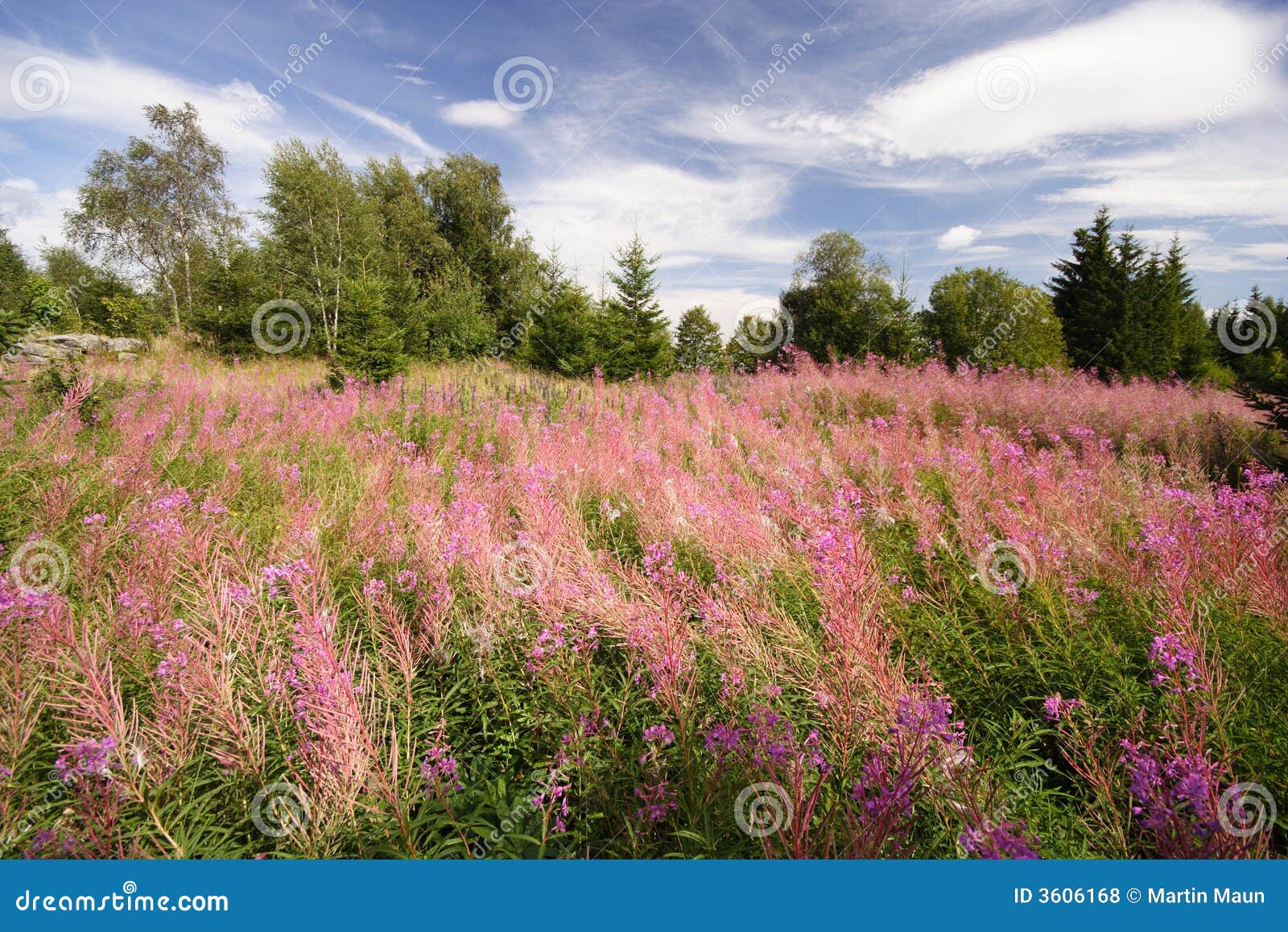 Summer Meadow Grass And Weed Texture. Abstract Green Foliage Blur ...