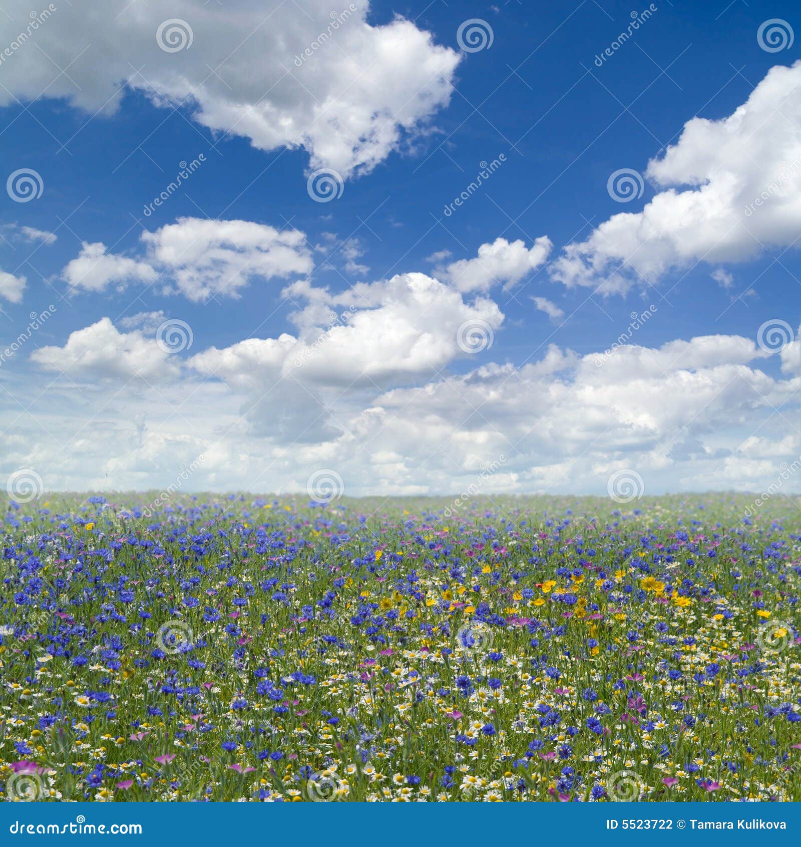 Summer meadow stock photo. Image of field, rest, park - 5523722