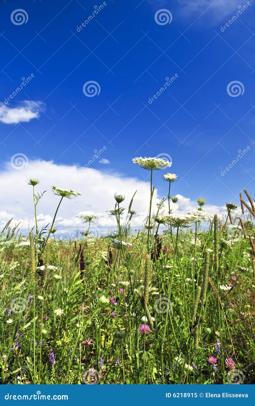 Summer meadow stock image. Image of scenic, summertime - 6218915