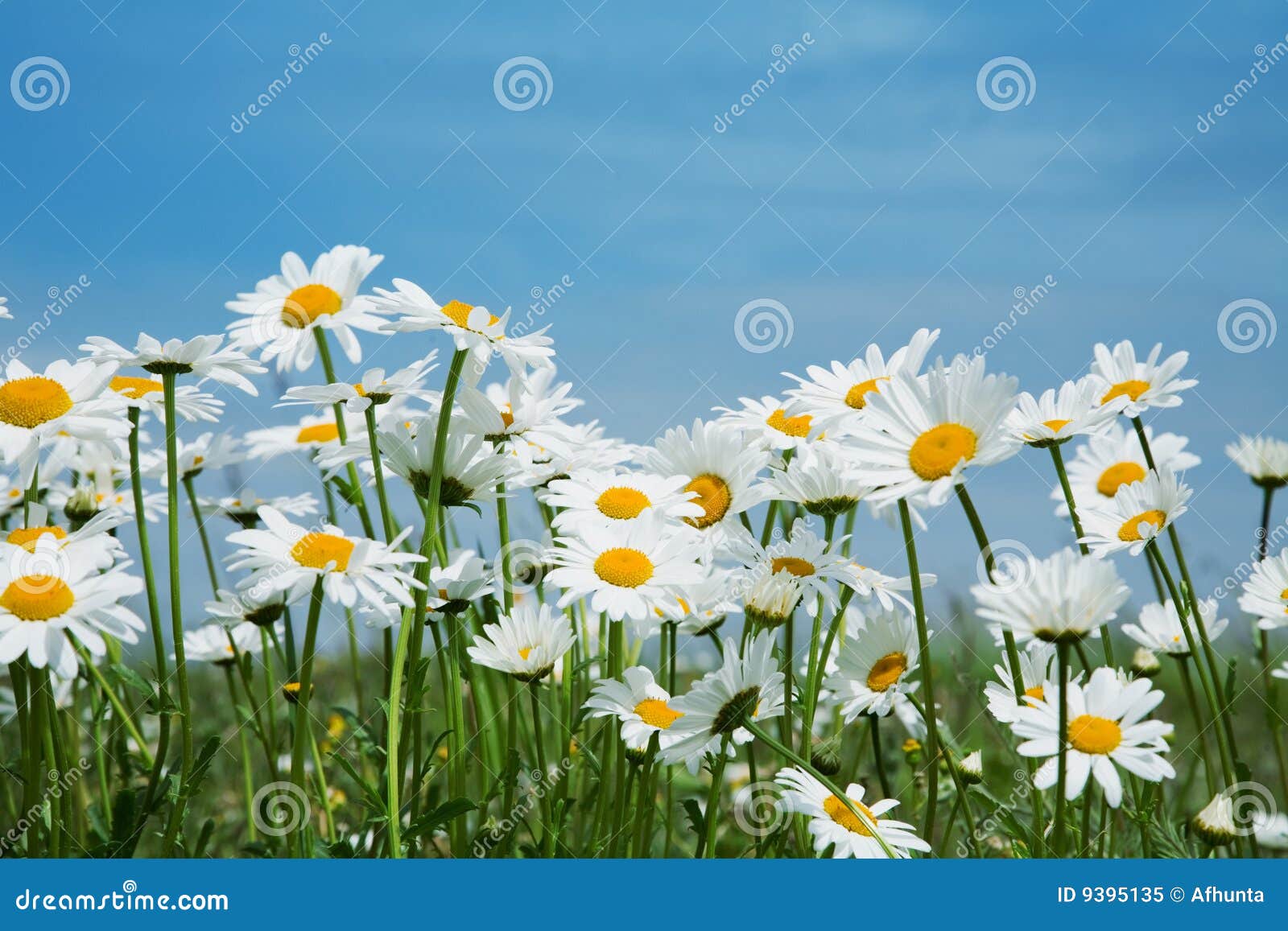 Summer Meadow Grass And Weed Texture. Abstract Green Foliage Blur ...