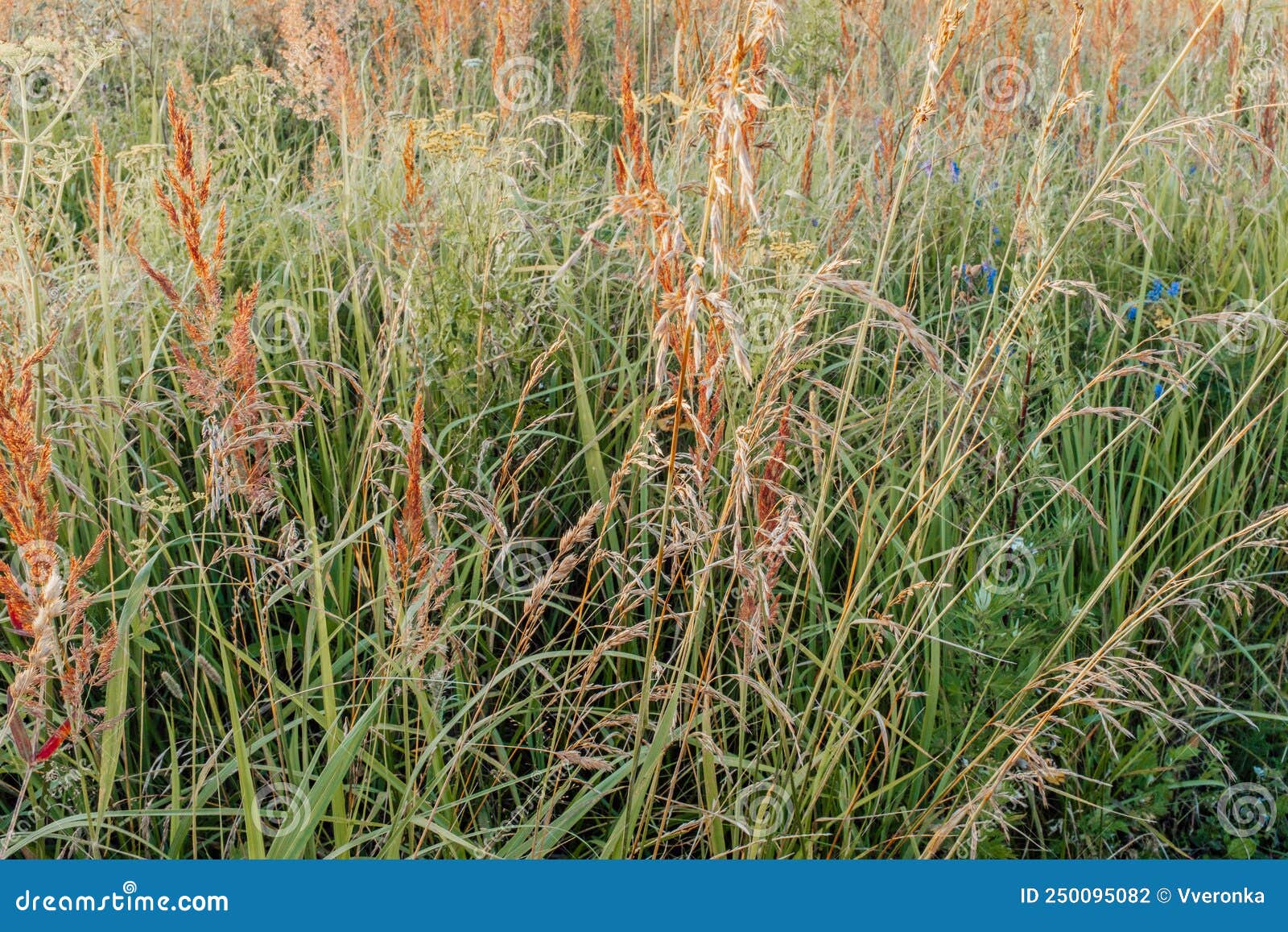 Summer Meadow Background, Selective Focus. Multicolor Grass Field for ...