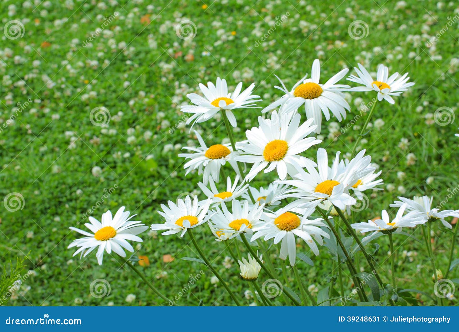 Summer meadow of daisies stock image. Image of flower - 39248631