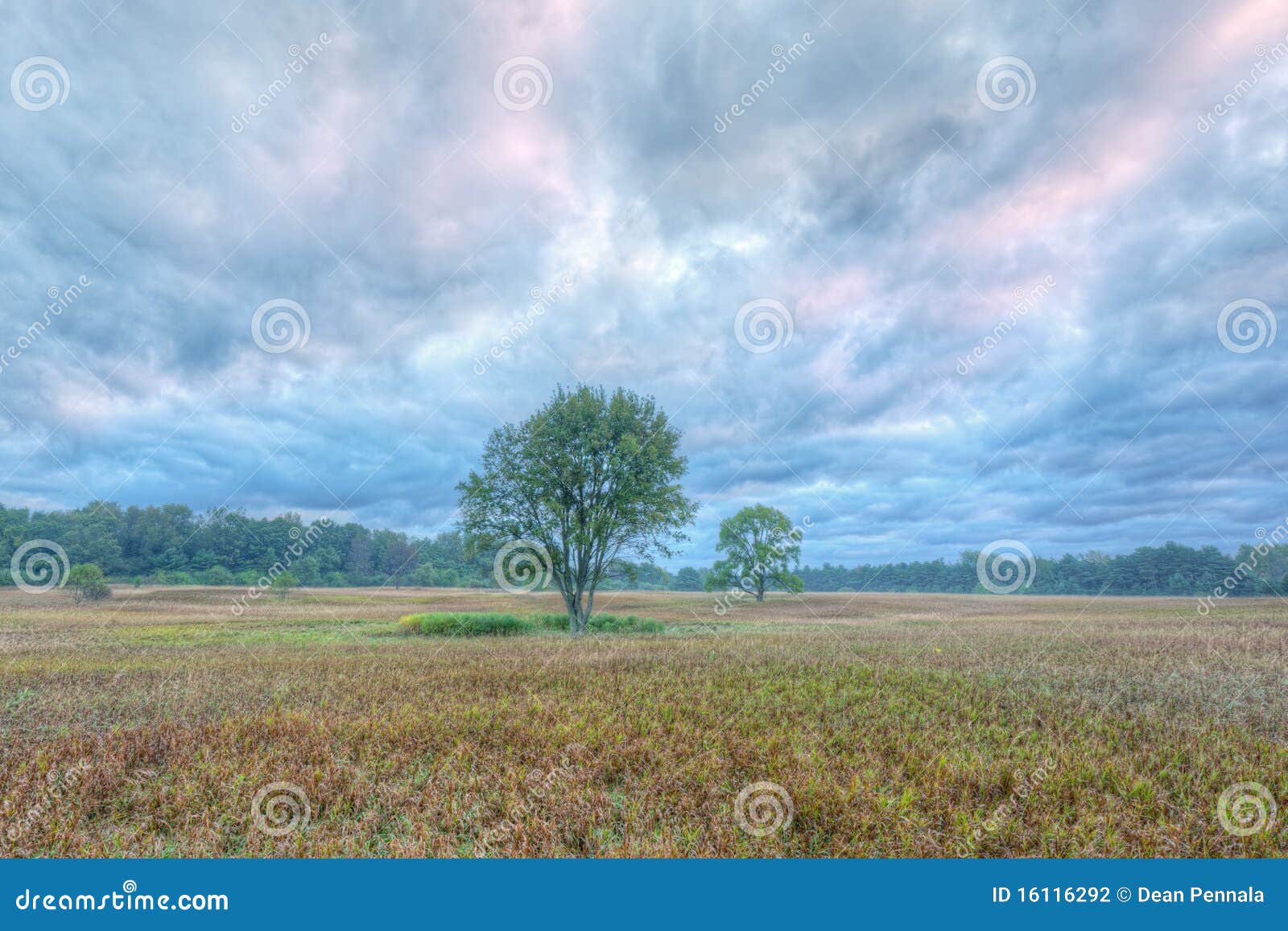 Summer Meadow at Dawn stock photo. Image of sunrise, outdoors - 16116292