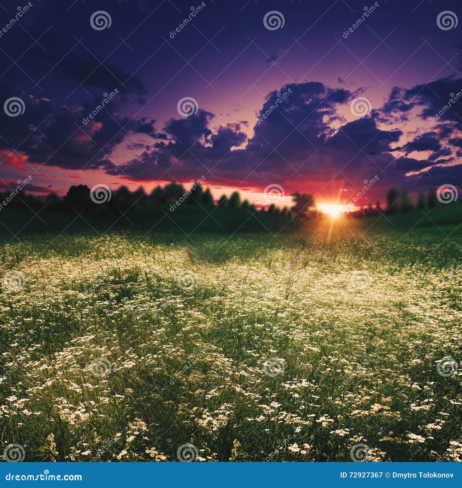 Summer meadow on the dusk stock image. Image of meadow - 72927367