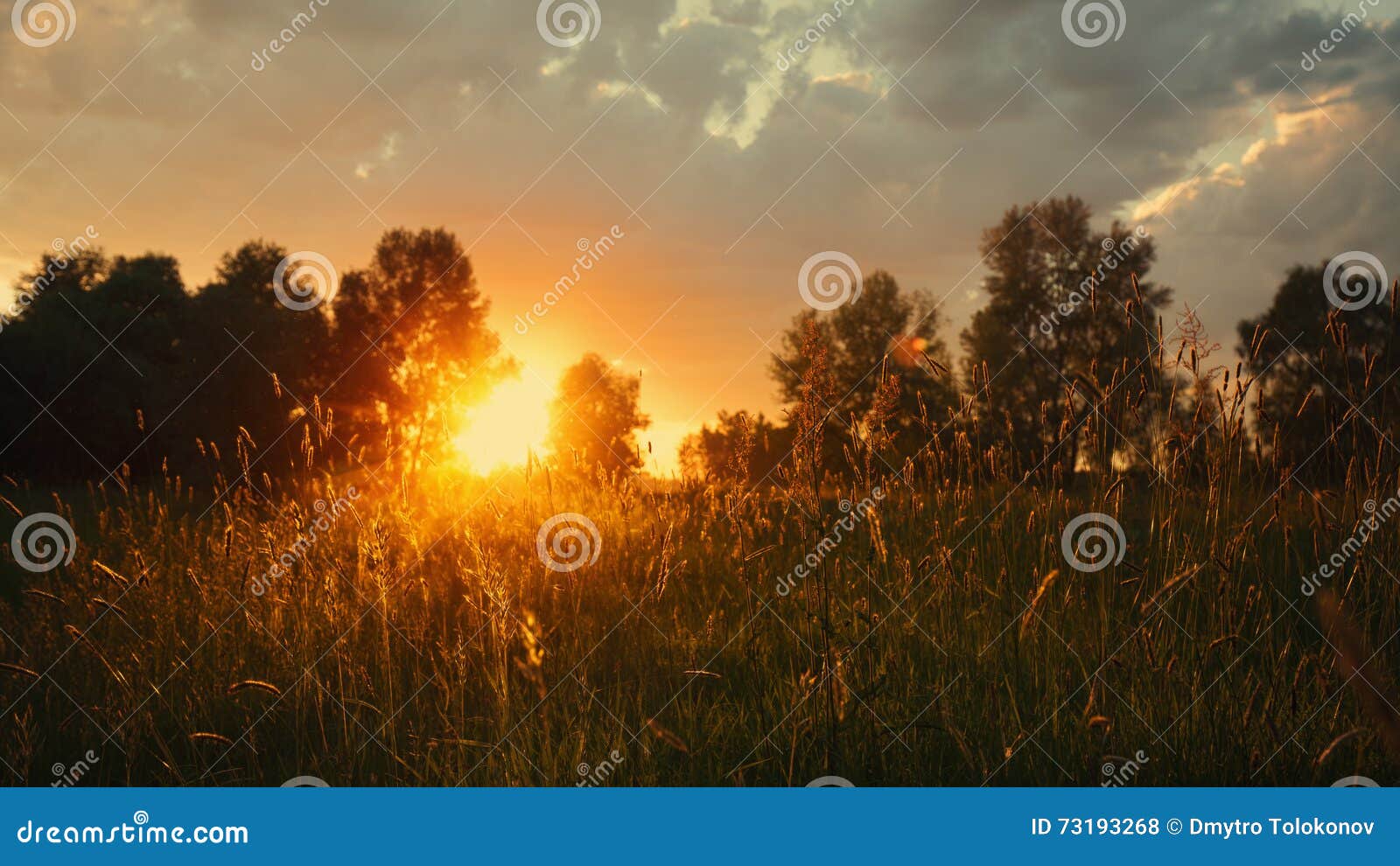Summer meadow on the dusk stock photo. Image of beauty - 73193268