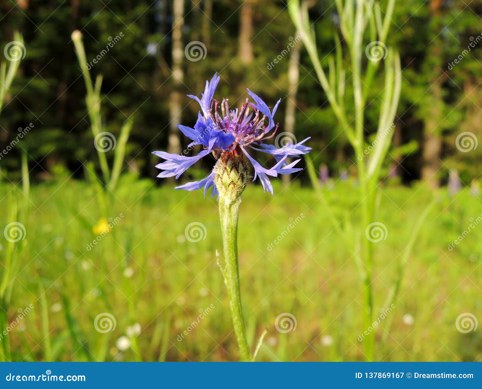 Summer Meadow Flower Cornflower on the Fields of Belarus Stock Image ...