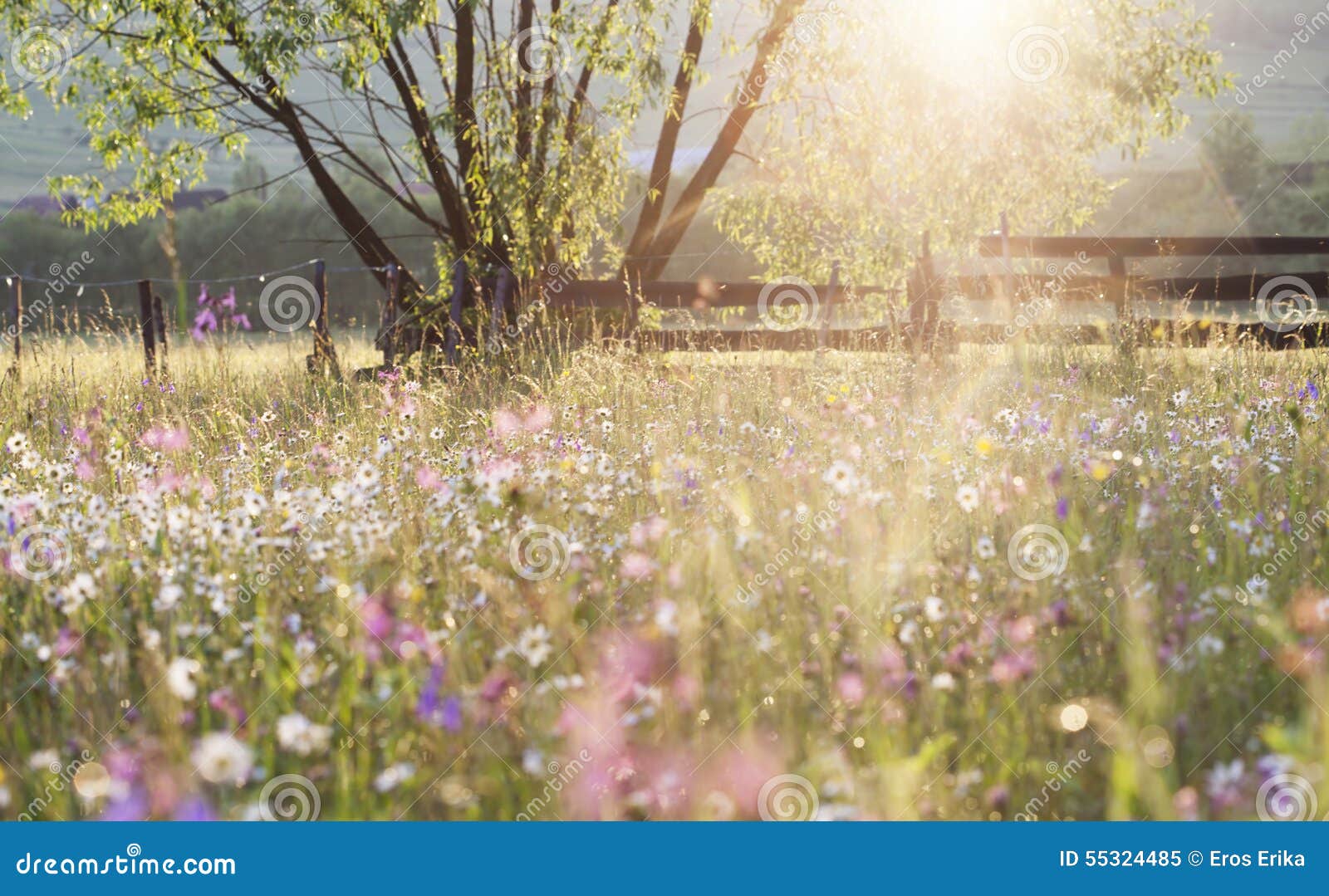 Summer Meadow Full with Daisies after Rain Stock Image - Image of ...