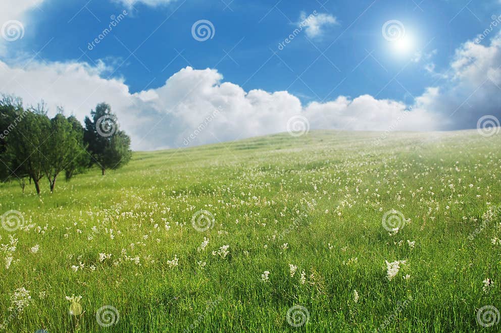Summer meadow landscape stock photo. Image of blooming - 14629858