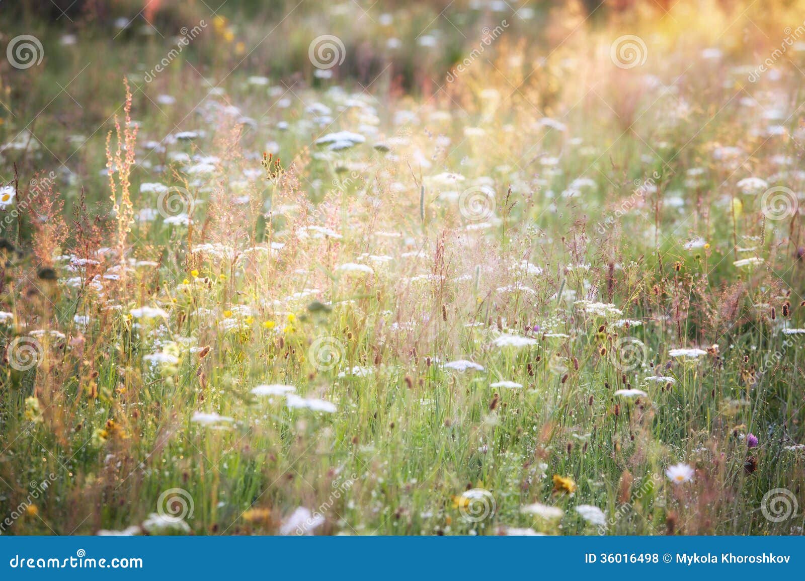 Summer meadow stock photo. Image of field, forest, beauty - 36016498