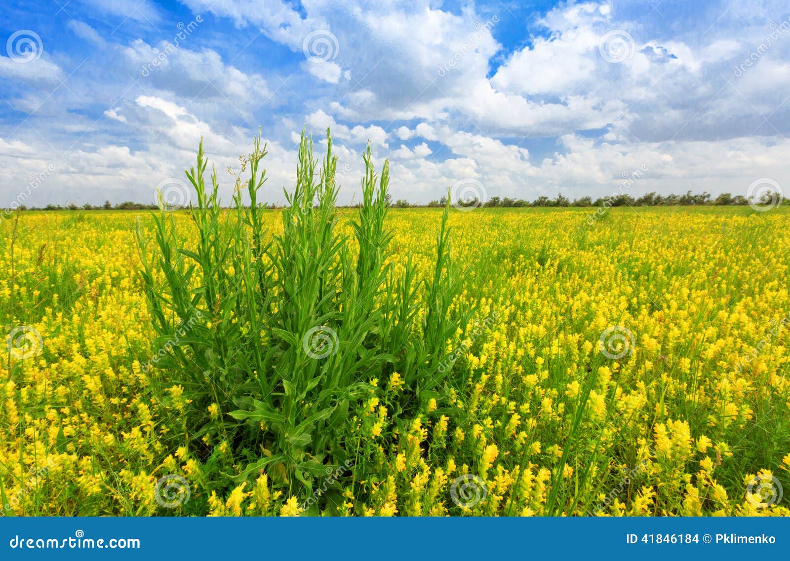 Summer meadow stock photo. Image of bright, outdoor, blue - 41846184
