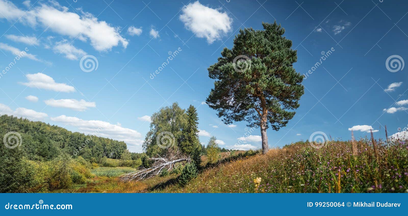Summer Meadow with Pine Tree Stock Photo - Image of nature, countryside ...